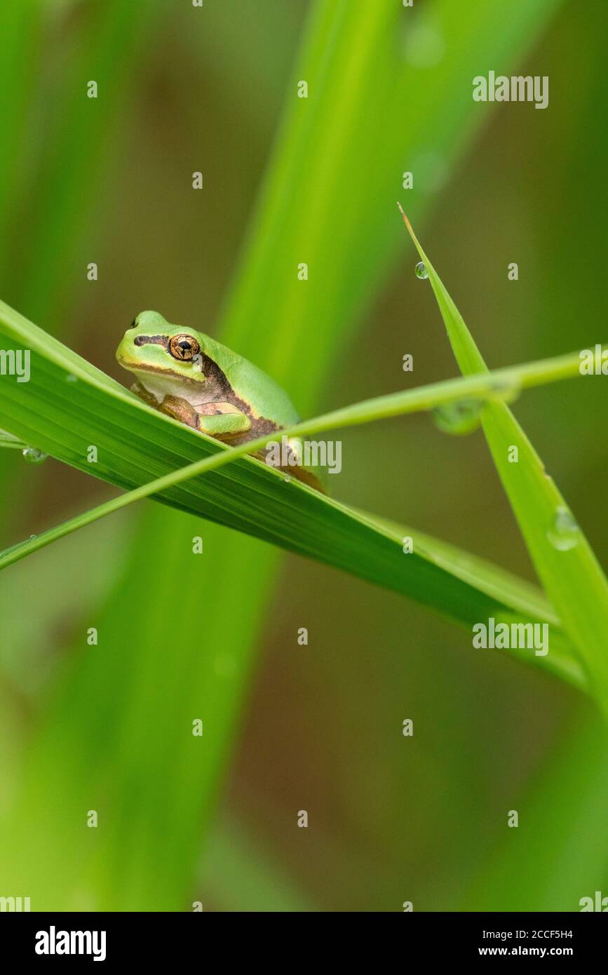 Japanese tree frog (Dryophytes japonicus), on rice plant, Isehara City ...