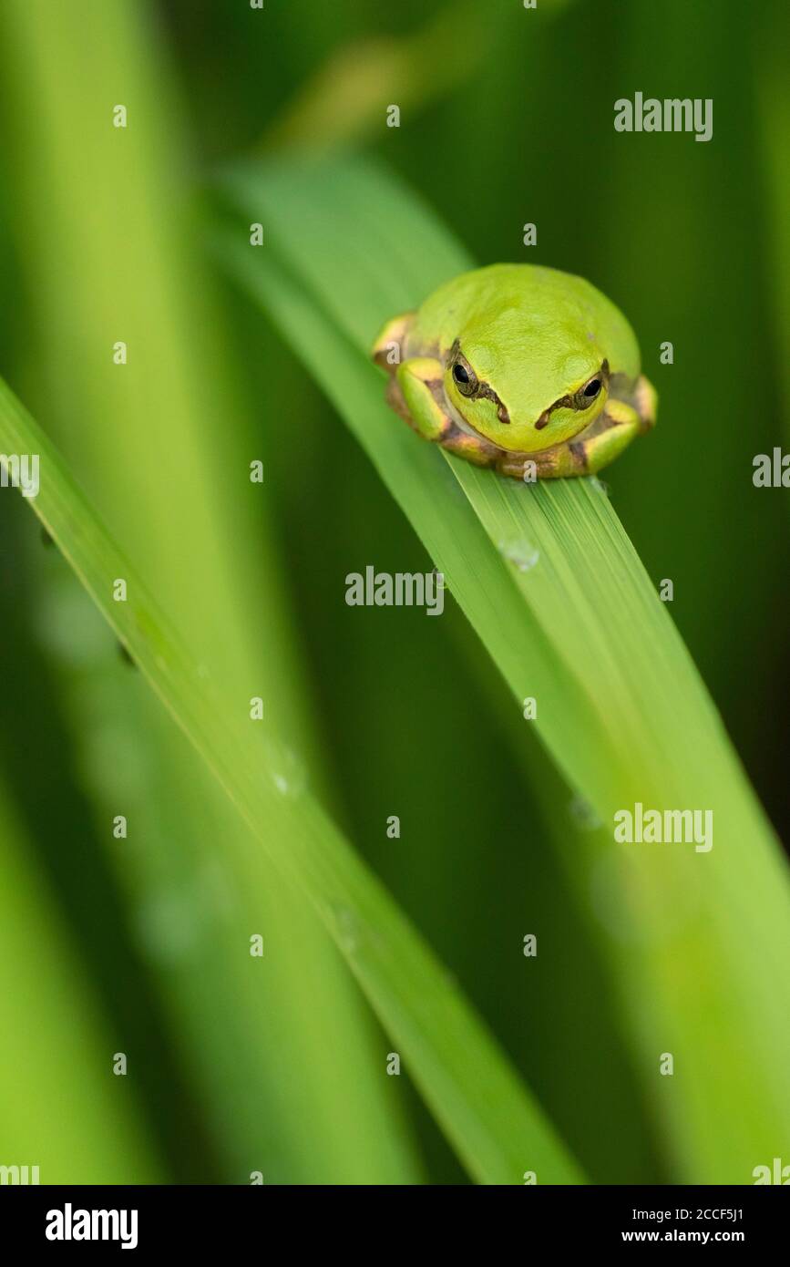 Japanese tree frog (Dryophytes japonicus), on rice plant, Isehara City ...