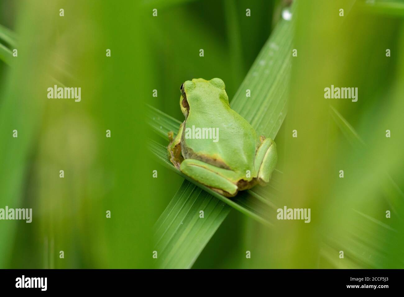 Japanese tree frog (Dryophytes japonicus), on rice plant, Isehara City ...