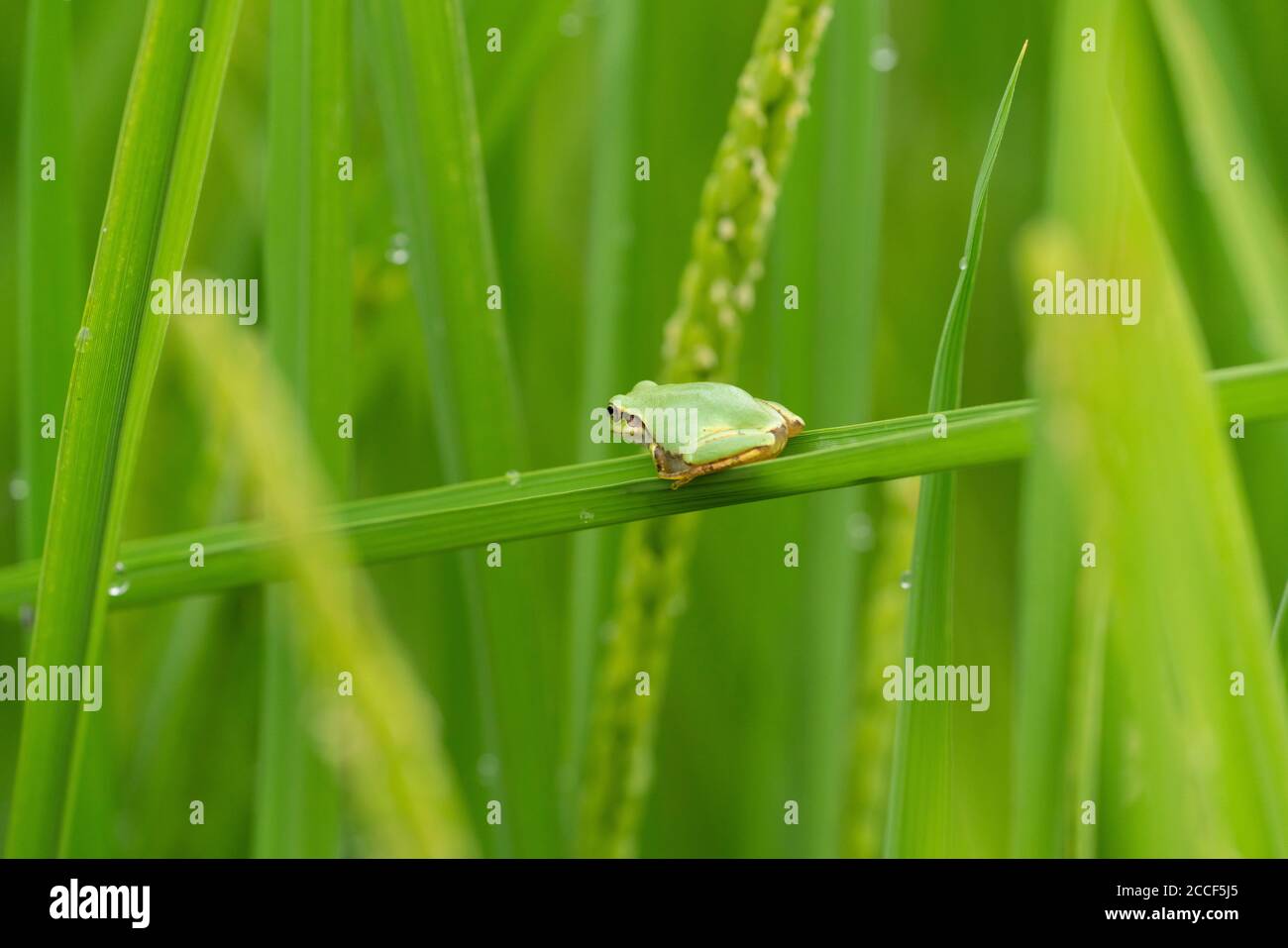 Japanese tree frog (Dryophytes japonicus), on rice plant, Isehara City ...