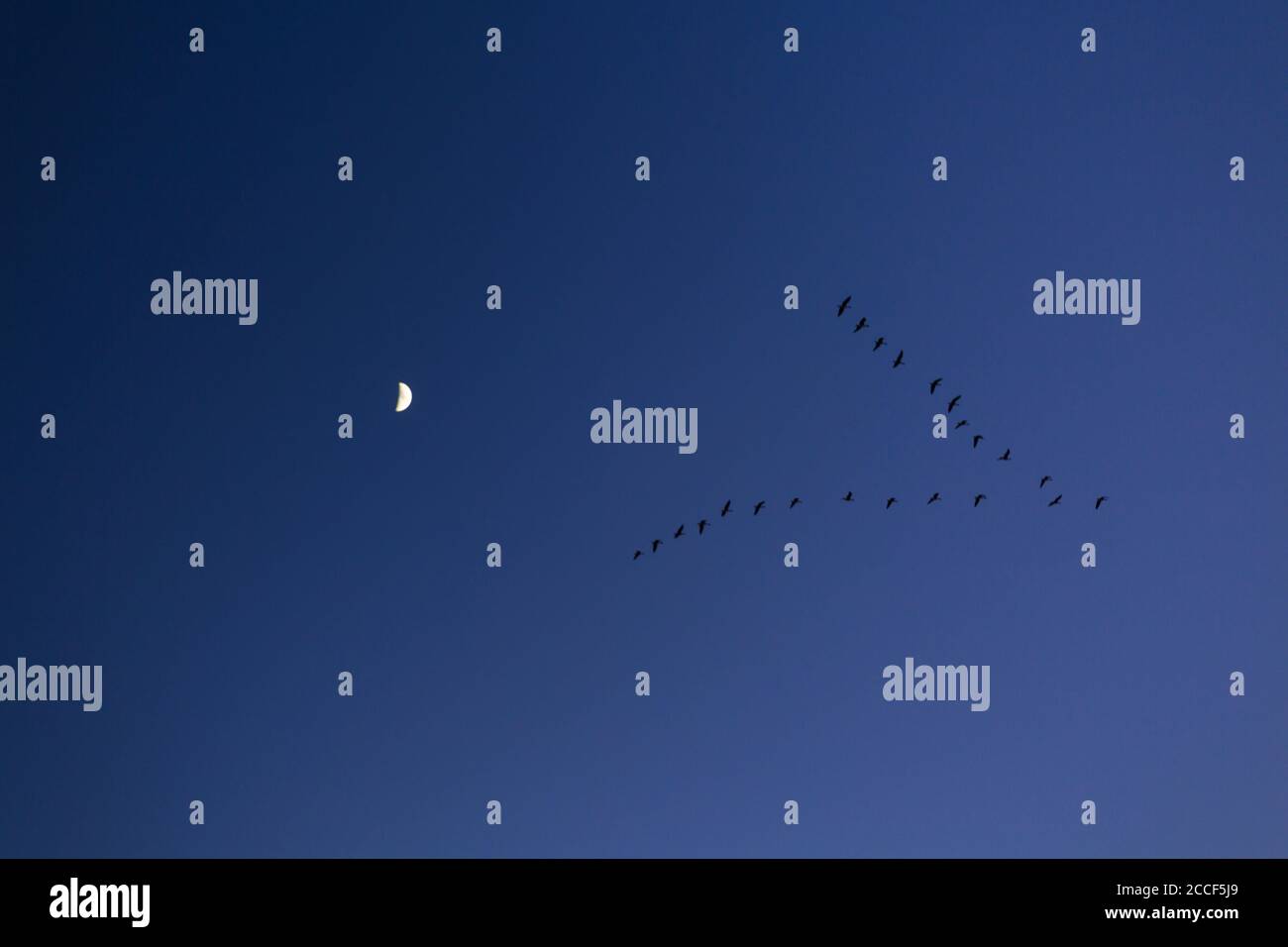 Birds fly in the night sky Stock Photo - Alamy