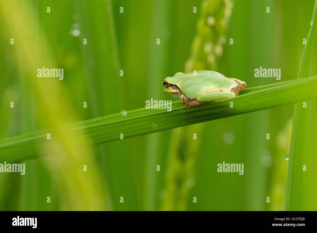 Japanese tree frog (Dryophytes japonicus), on rice plant, Isehara City ...