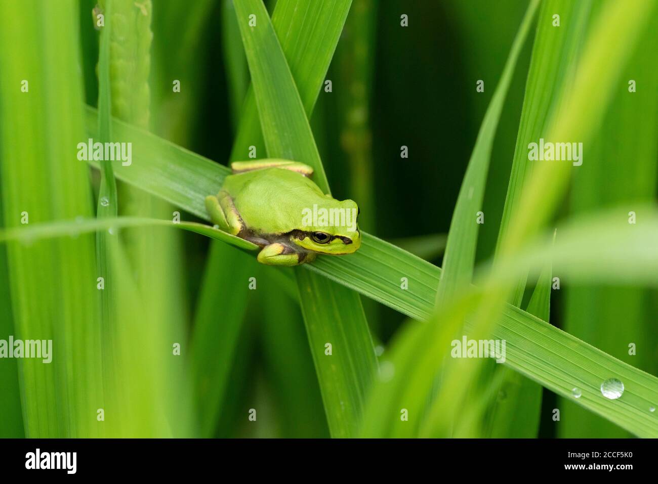Japanese tree frog (Dryophytes japonicus), on rice plant, Isehara City ...