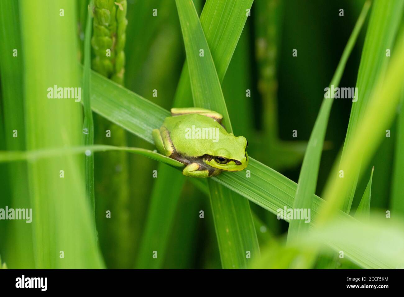 Japanese tree frog (Dryophytes japonicus), on rice plant, Isehara City ...