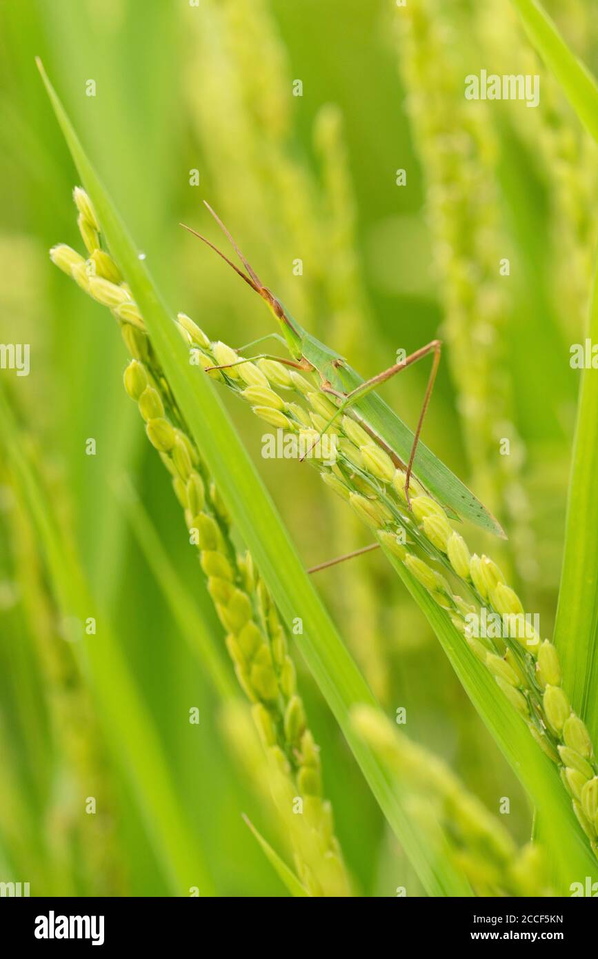 Ooriental longheaded grasshopper (Acrida cinerea) on rice plants ...
