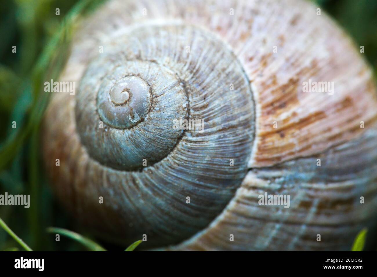 Helical shells hi-res stock photography and images - Alamy