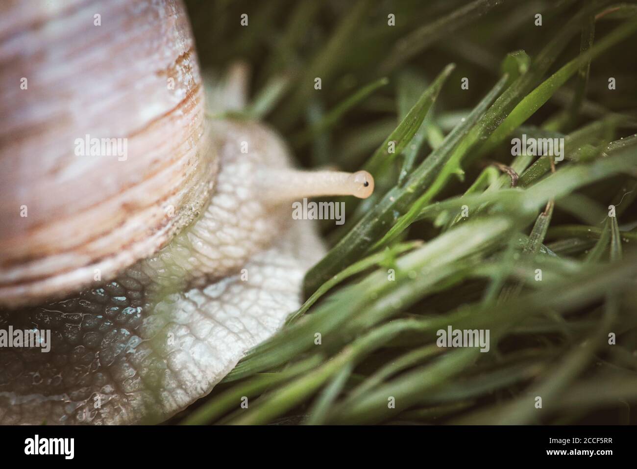Detail of a snail. The focus is on the snail's eye Stock Photo - Alamy
