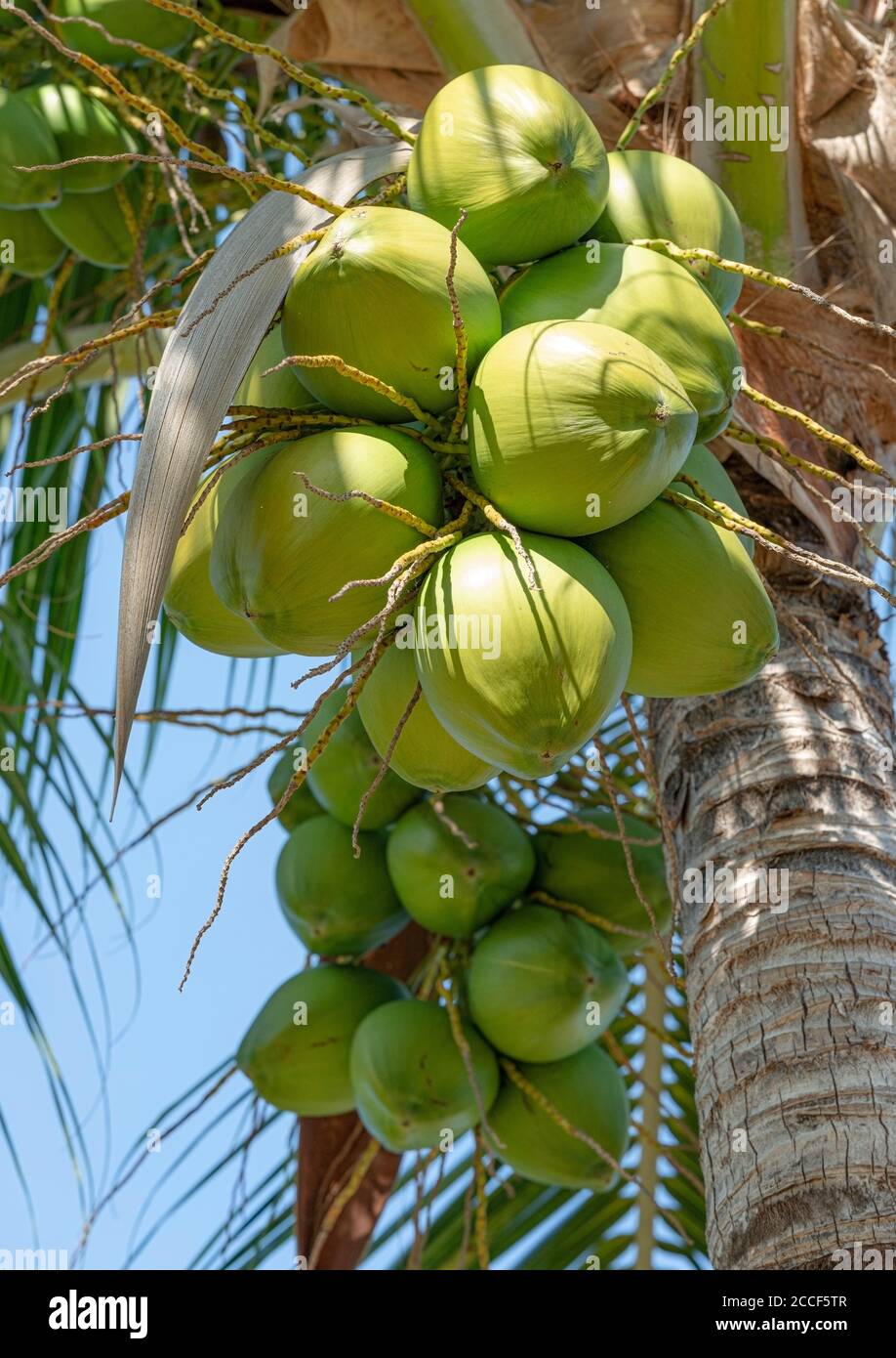 Cuba, Varadero, coconut in the tree, green, sunlight, Cocos nucifera ...