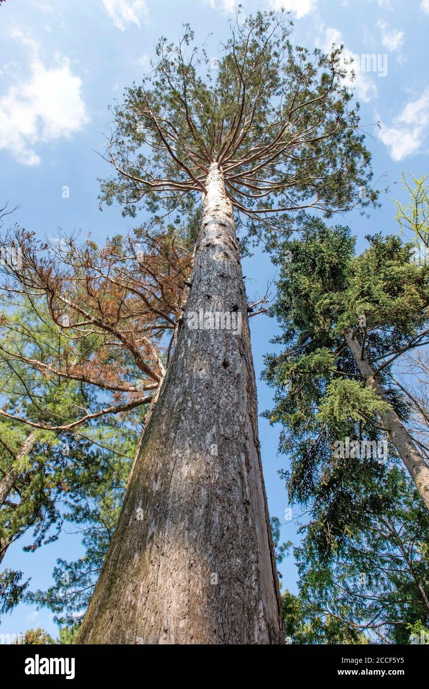 Sequoia tree, perspective, blue sky, giant sequoia tree, Sequoiadendron ...