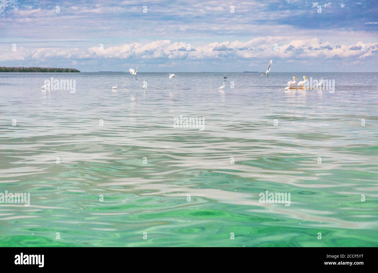 Birds wildlife of Florida landscape seascape background. American white ...
