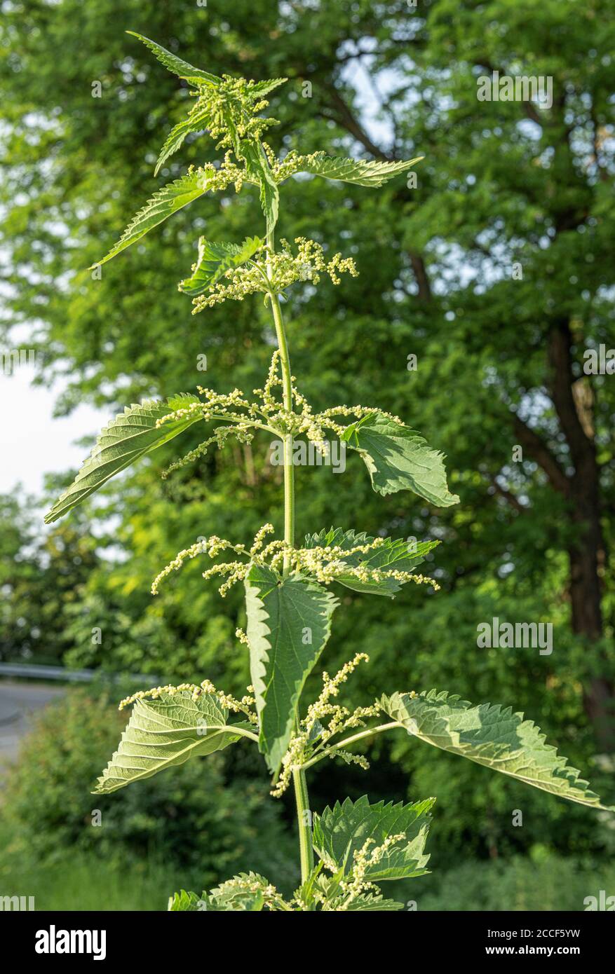 Free Standing Fire High Resolution Stock Photography and Images - Alamy