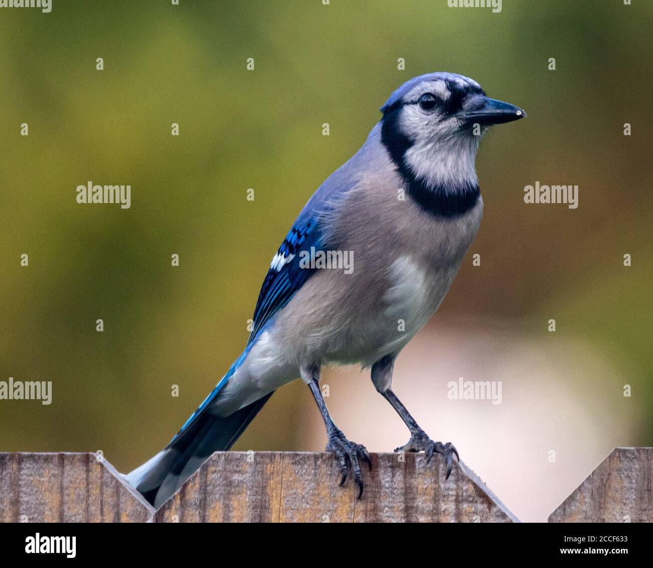 Bluejay flying hi-res stock photography and images - Alamy