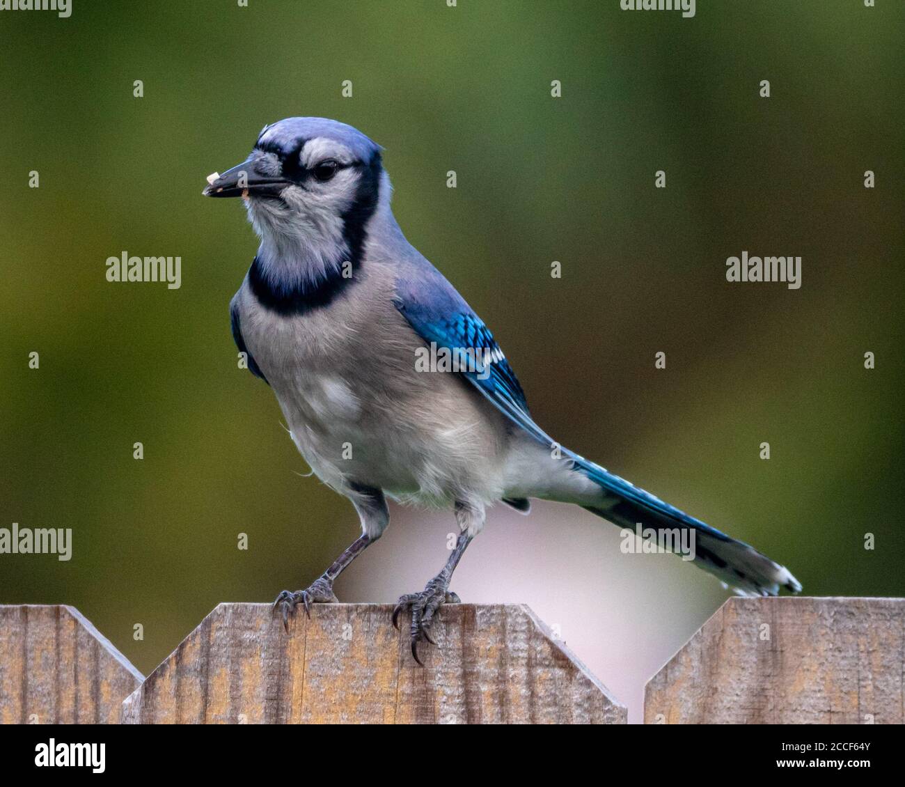Bluejay flying hi-res stock photography and images - Alamy
