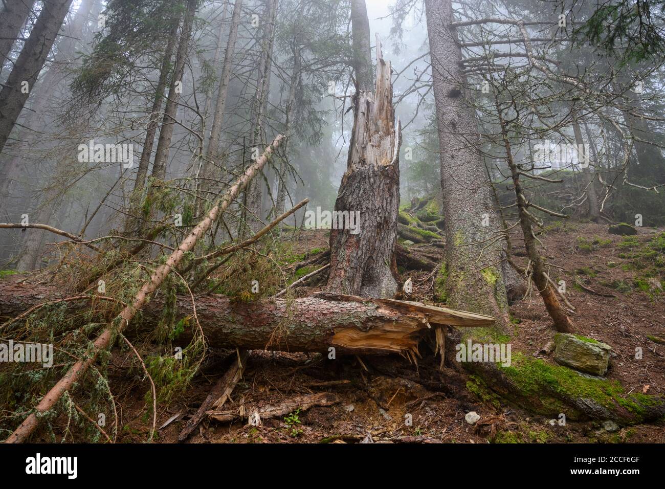 Non coniferous hi-res stock photography and images - Alamy