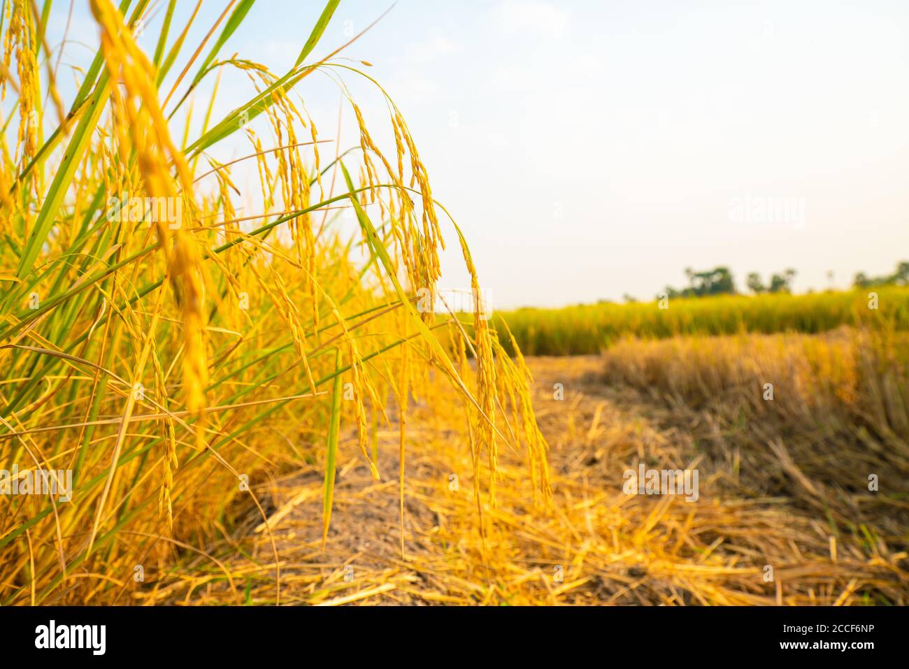 Yellow paddy rice plantation field with blue sky, agricultural industry ...