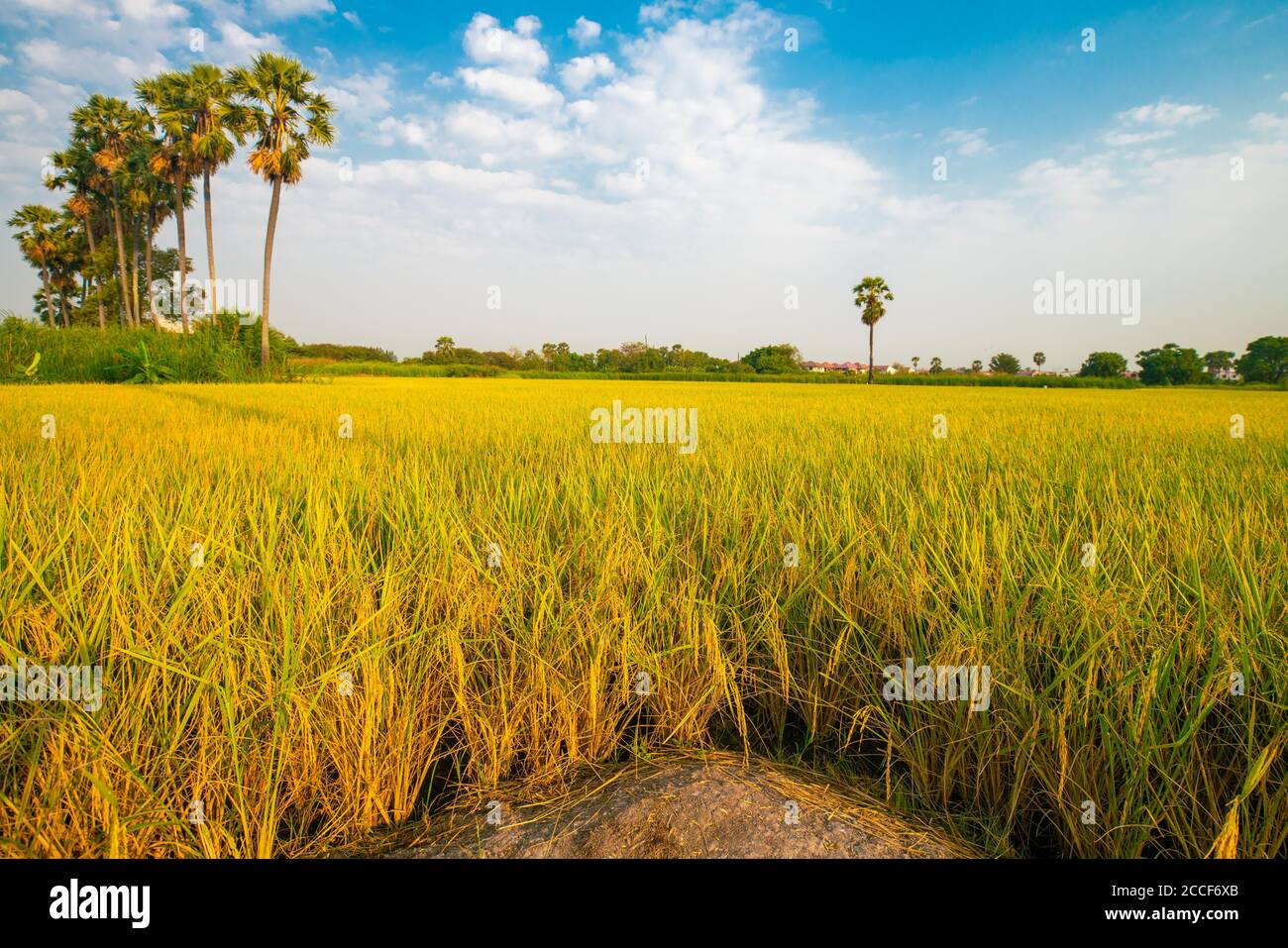 Yellow paddy rice plantation field with blue sky, agricultural industry ...