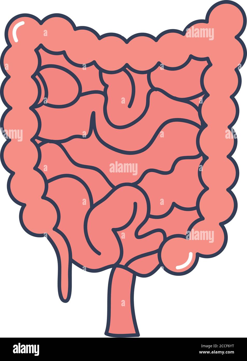 human body, large and small intestine over white background, line fill ...
