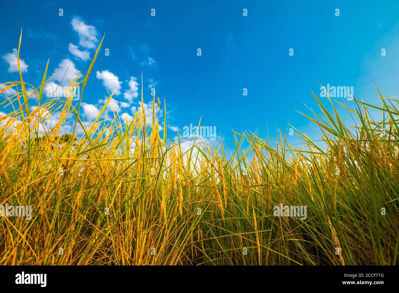 Yellow paddy rice plantation field with blue sky, agricultural industry ...