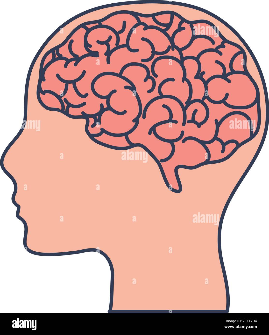 human body concept, head and brain icon over white background, line ...