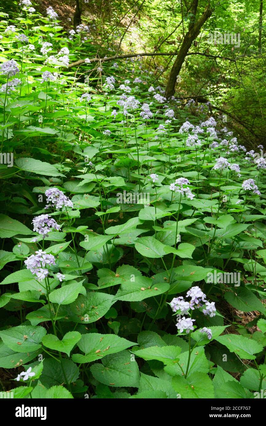 Persistent silver leaf hi-res stock photography and images - Alamy