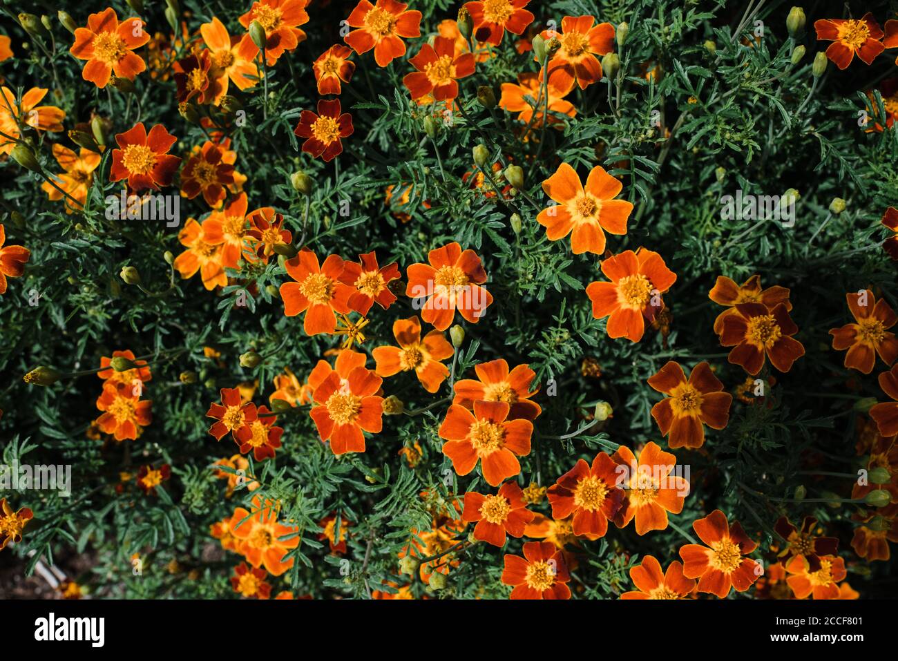 beautiful field of orange flowers in summer Stock Photo - Alamy