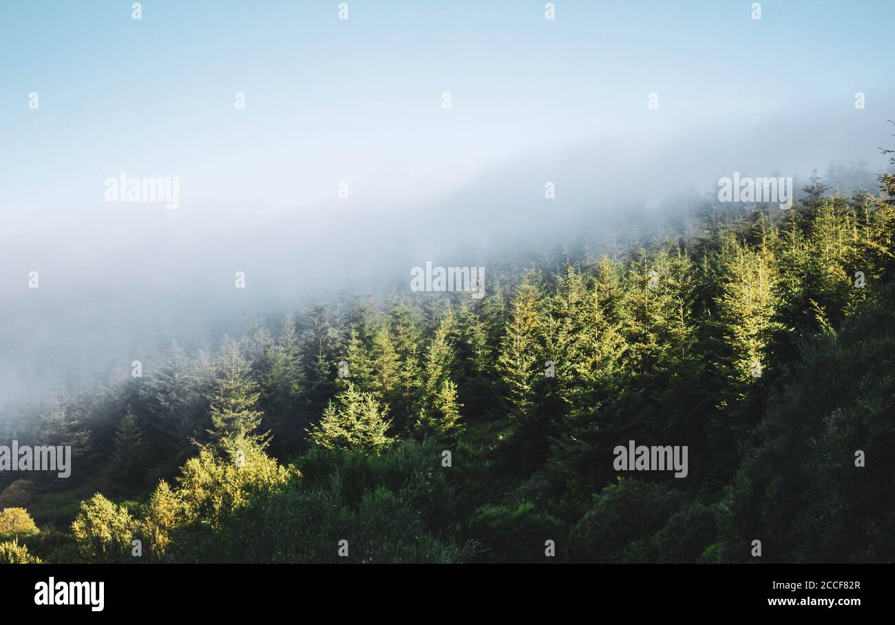 Panoramic view majestic evergreen forest hi-res stock photography and ...