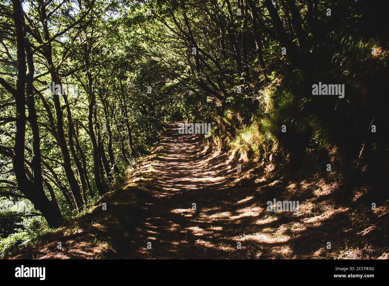 dirt road surrounded by tall trees making shadows of branches Stock ...