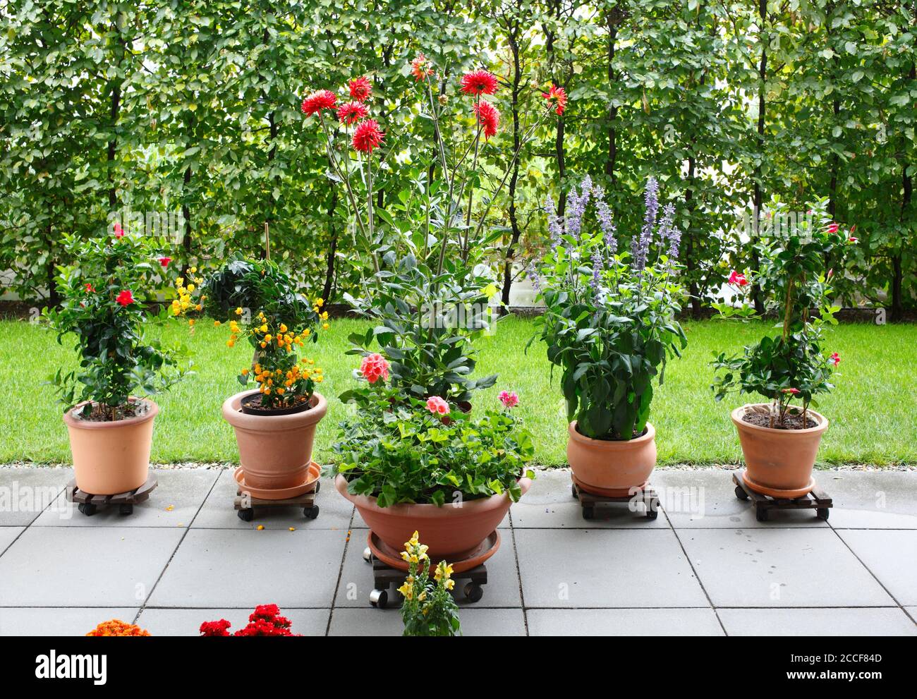 Blooming summer flowers in flower pots standing on a garden terrace ...