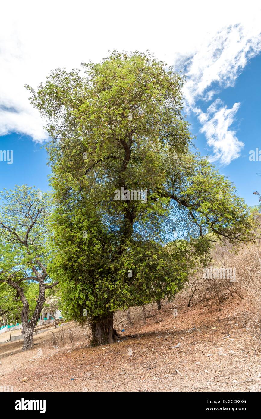 Carob tree, Oronjia National Park, Antsiranana, Diego Suarez, Ramena ...
