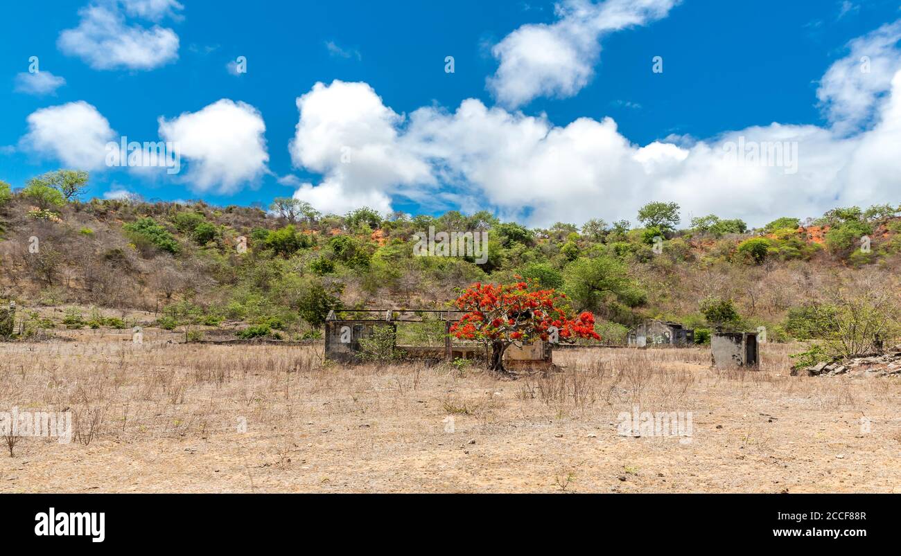 Ruins of a French colony, Flame Tree, Oronjia National Park ...