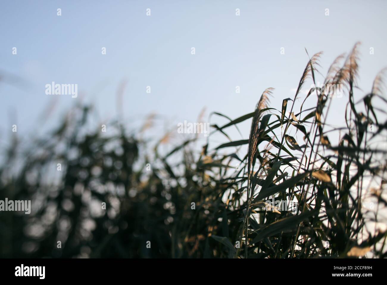 Tall Phragmites Plants Against A Clear Sky Stock Photo - Alamy