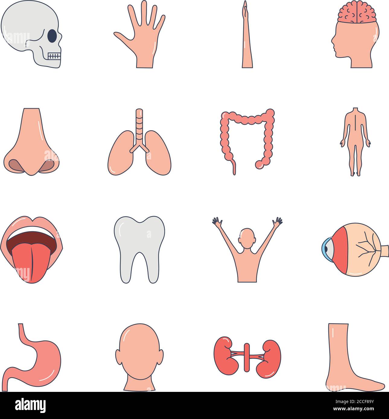 Human Body Parts Vector