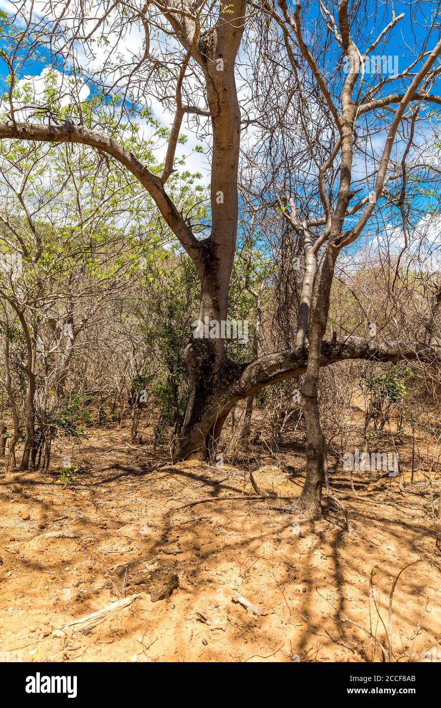 Dry vegetation in Oronjia National Park, Antsiranana, Diego Suarez ...