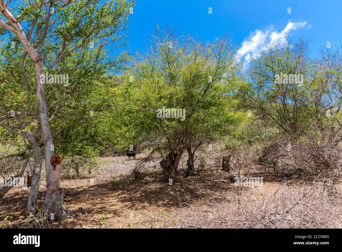 Oronjia National Park, Antsiranana, Diego Suarez, Ramena Municipality ...
