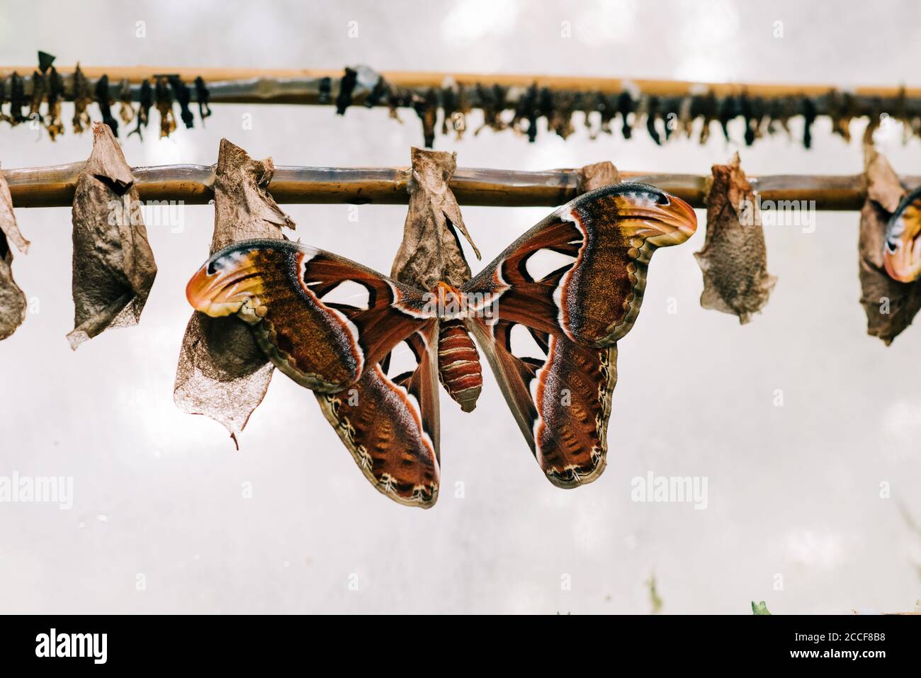 Rare white insect hi-res stock photography and images - Alamy