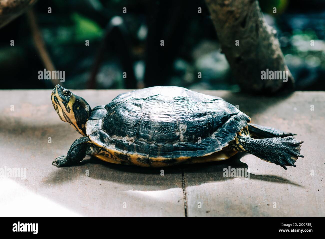 tortoise stretching in the rainforest Stock Photo - Alamy