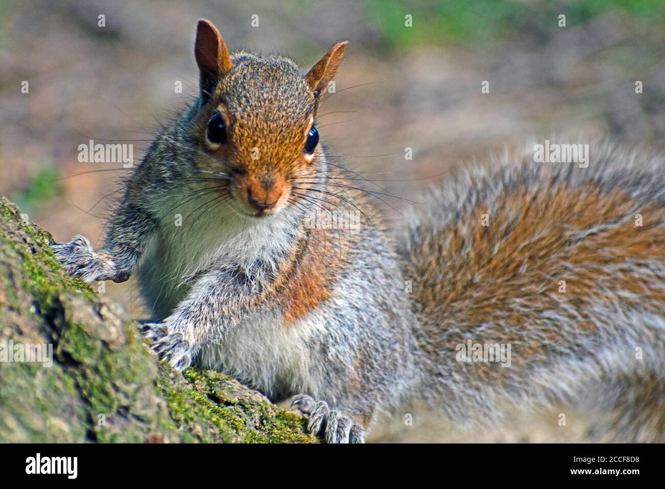 Grey Squirrel Tree High Resolution Stock Photography and Images - Alamy