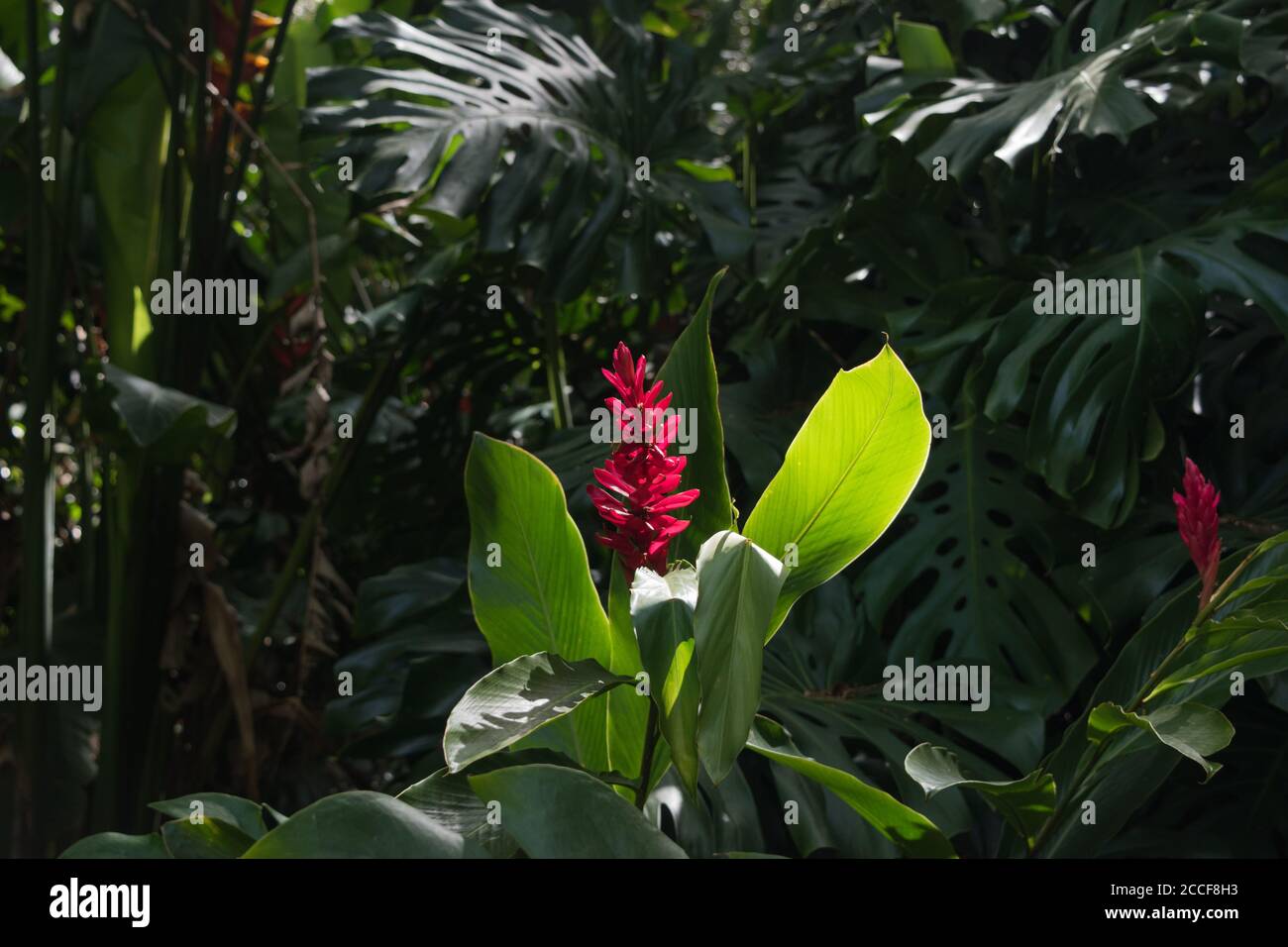 local native red Hawaiian flower in tropical rainforest trail habitat ...