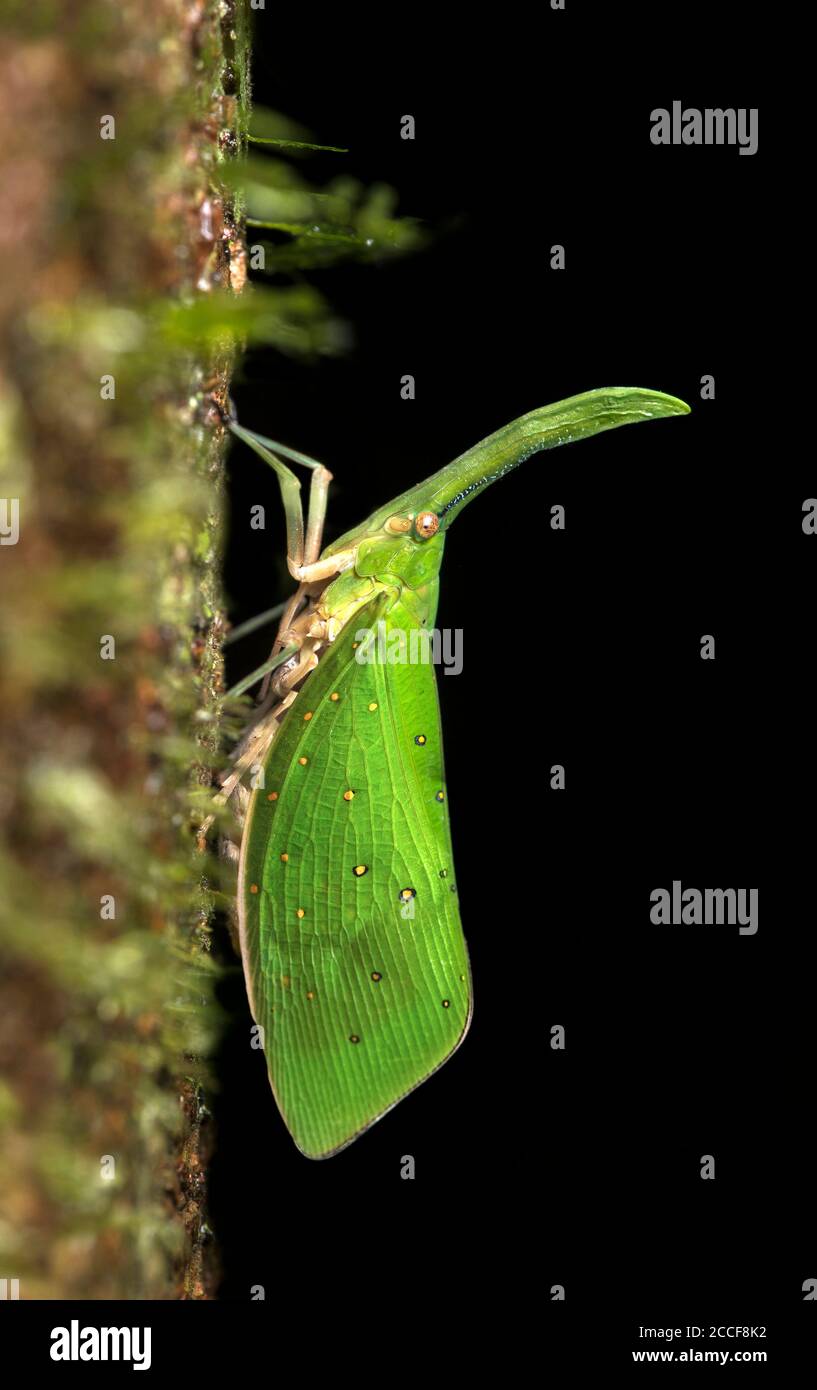 Pointed cicada pyrops cultellatus fulgoridae hi-res stock photography ...