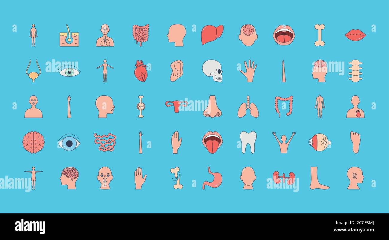 human body organs and parts icon set over white background, line fill ...