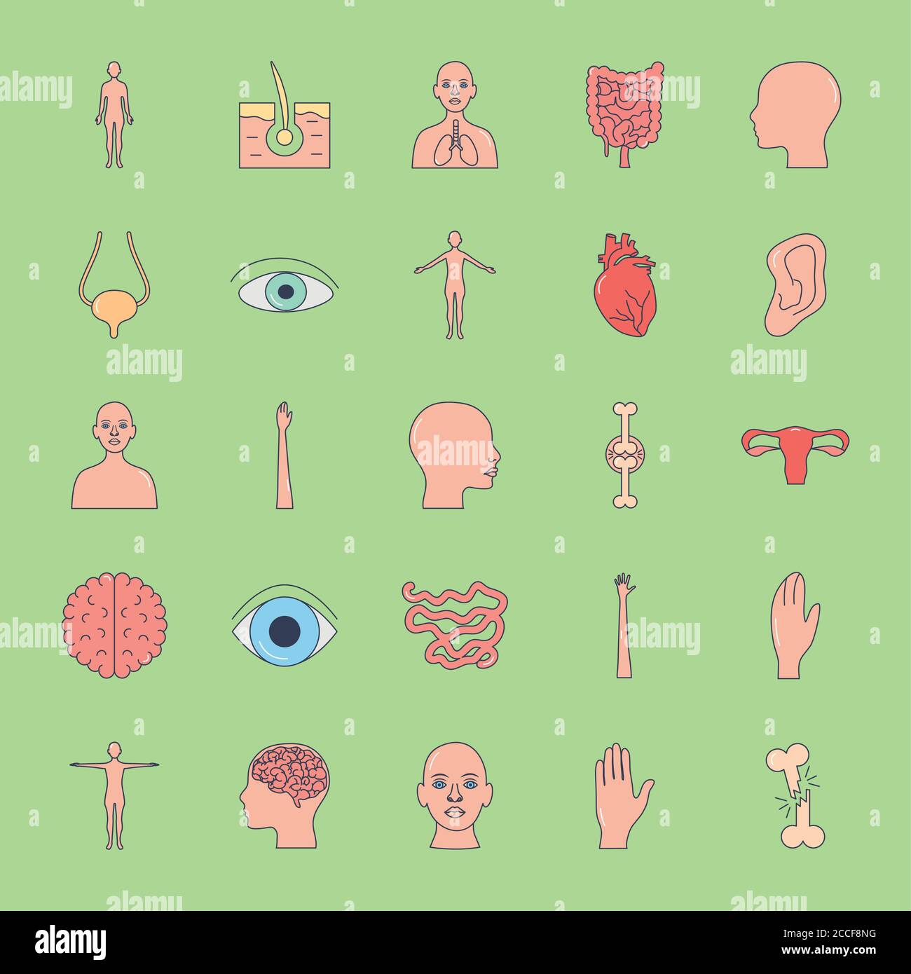 human body icon set over green background, line fill style, vector ...