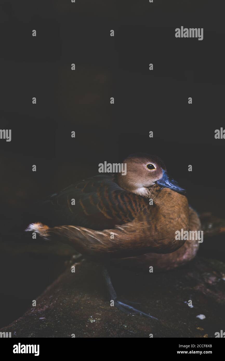 Planet bird hi-res stock photography and images - Alamy