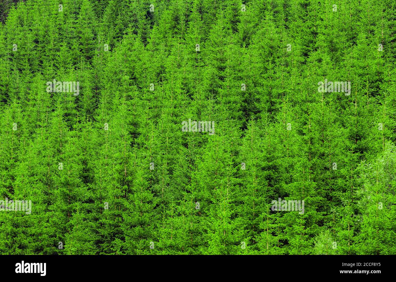 Conifer trees green hi-res stock photography and images - Alamy