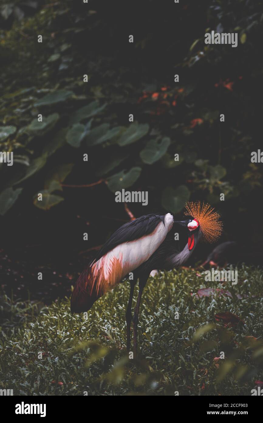 Wild bird activity hi-res stock photography and images - Alamy