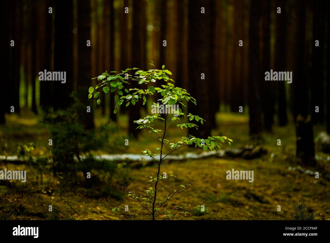 a young tree in the forest Stock Photo - Alamy