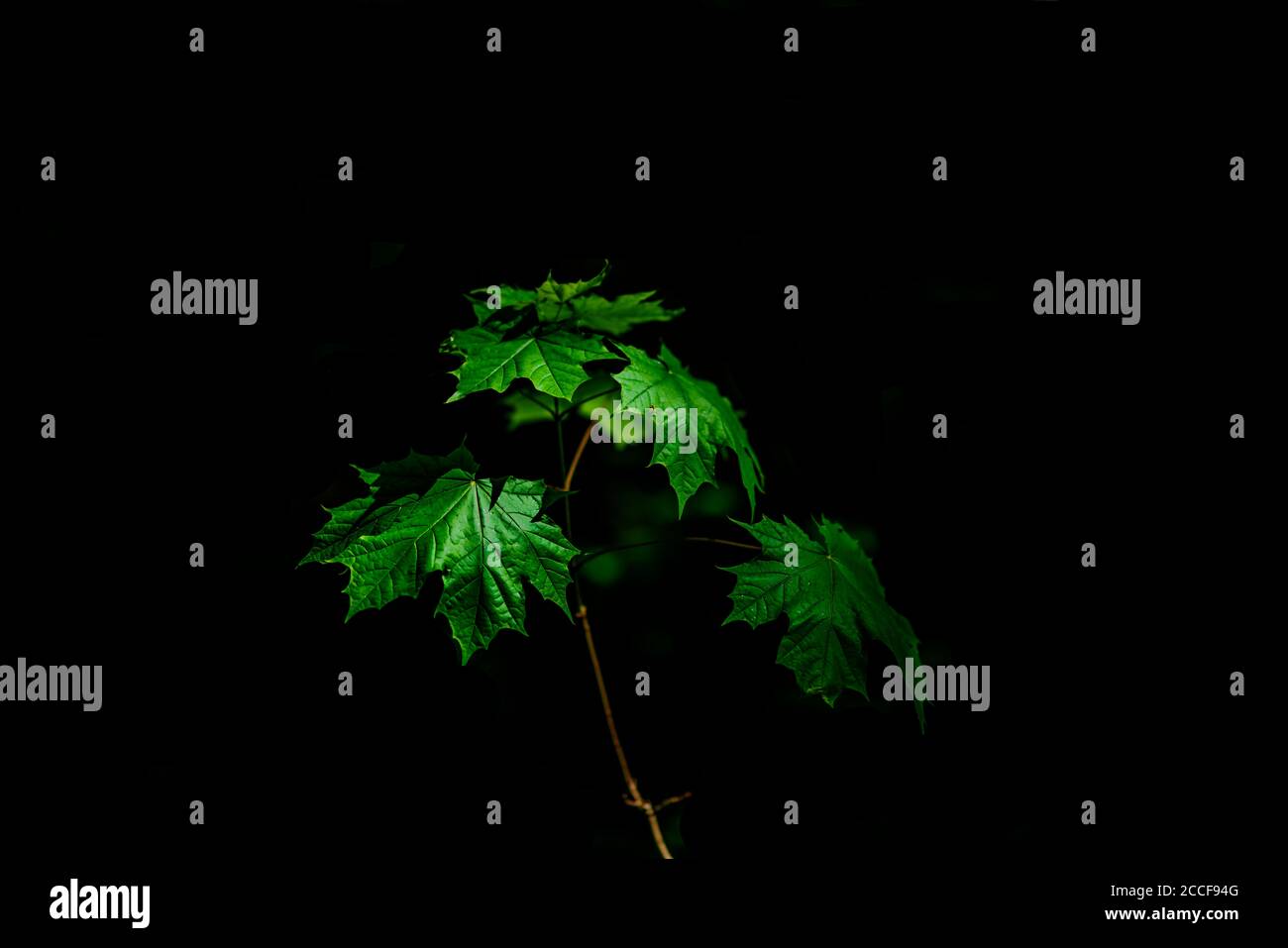 Very young maple tree in the forest in spring hi-res stock photography ...