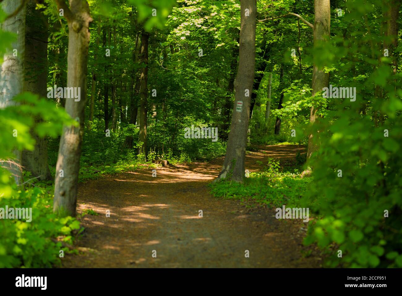Small forest path hi-res stock photography and images - Alamy