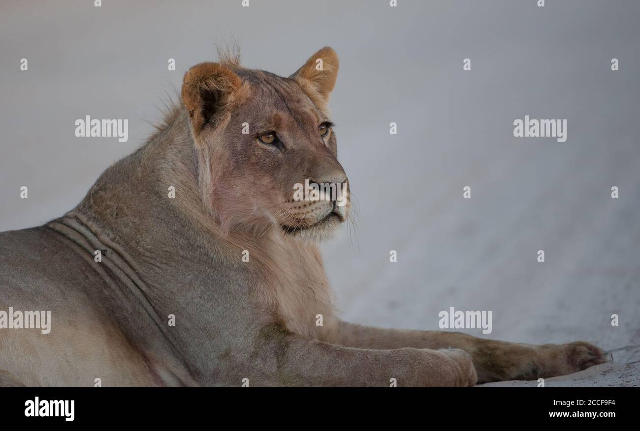 Lion bloody face hi-res stock photography and images - Alamy