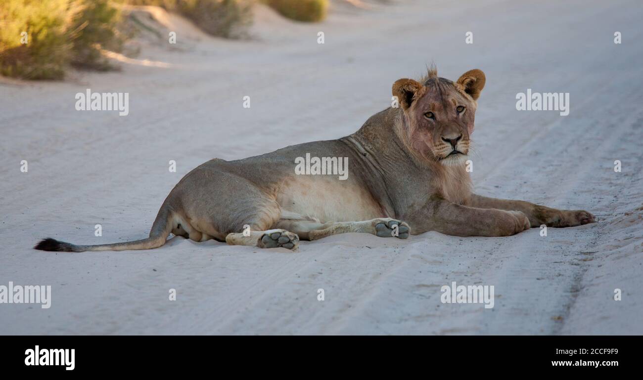 Lion With Bloody Face High Resolution Stock Photography and Images - Alamy