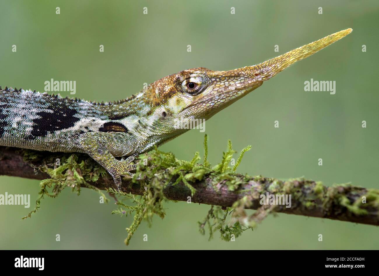 Pinocchio anole hi-res stock photography and images - Alamy